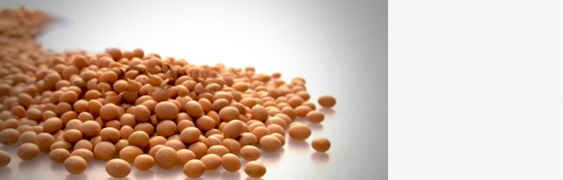 Homepage - Soya Hellas